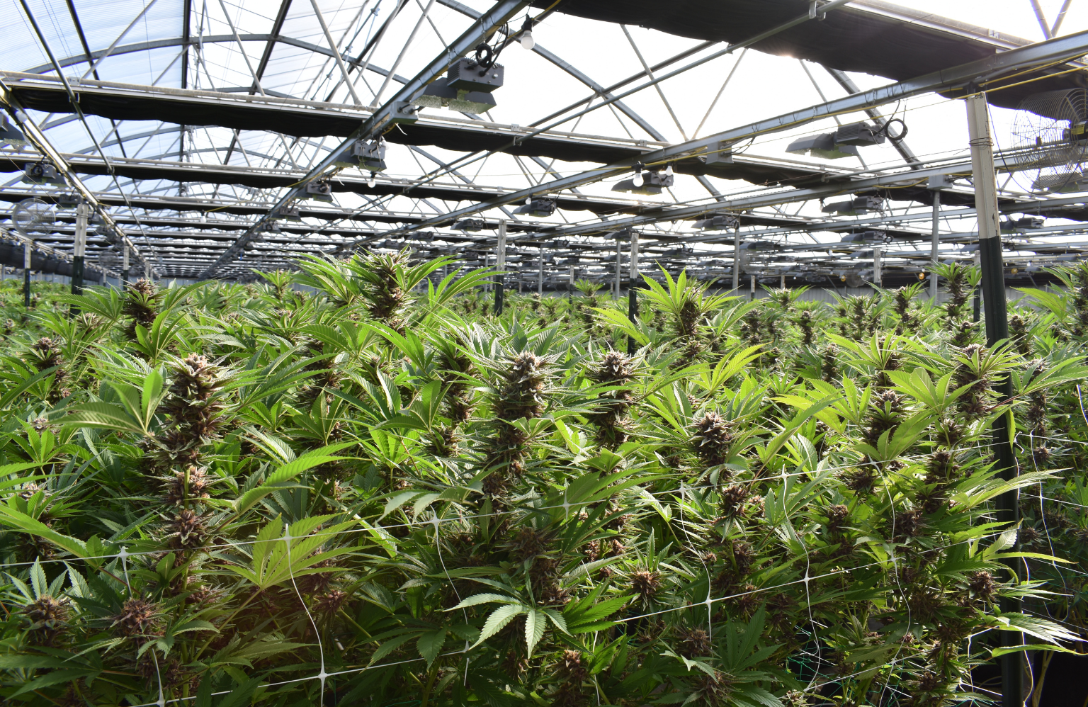 Cannabis Growth Stages: From Seed to Harvest