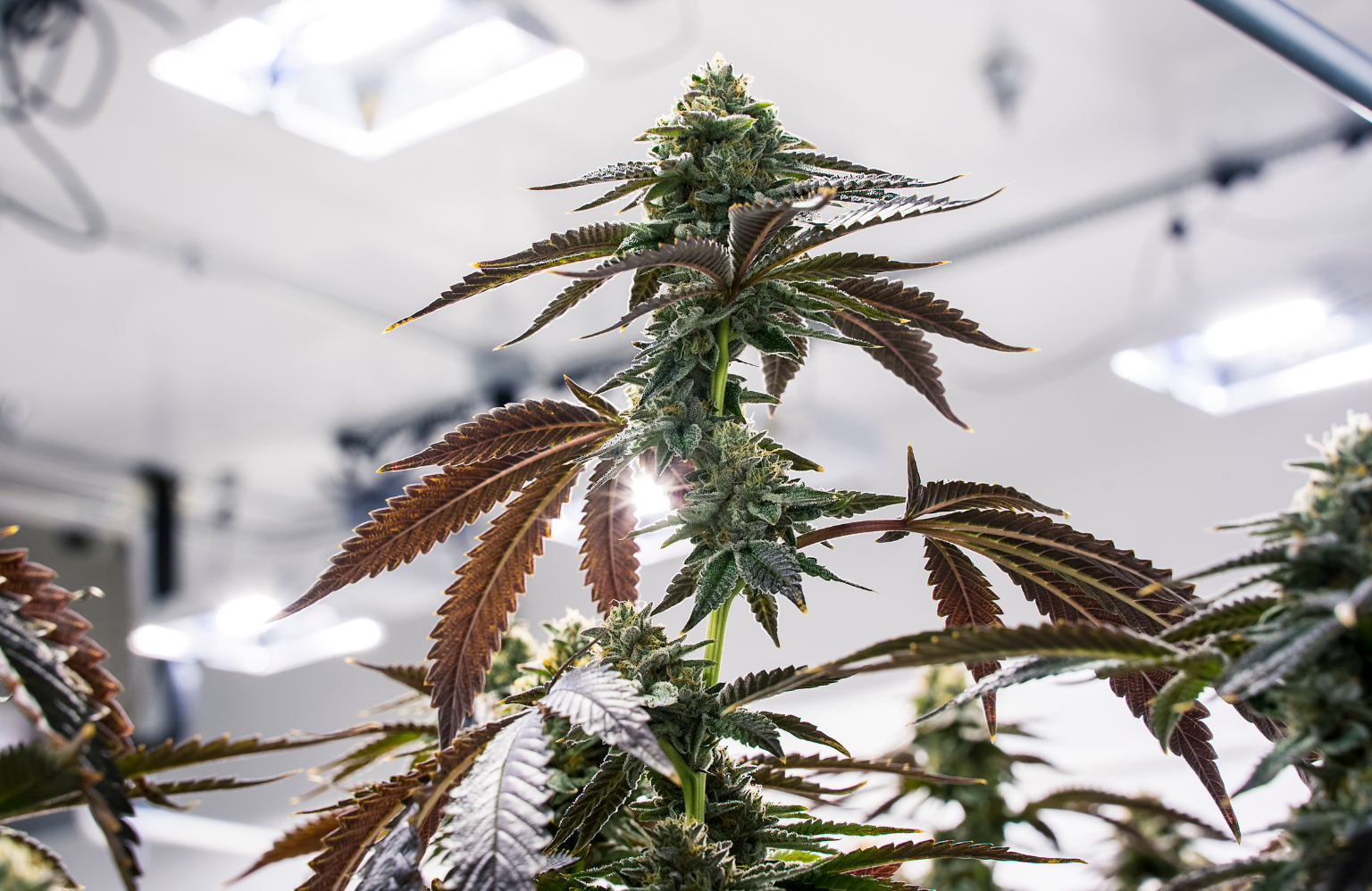 Cannabis Growth Stages: From Seed to Harvest