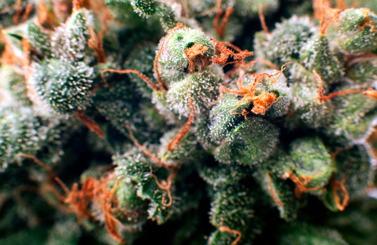 7 Psychedelic Cannabis Strains That Alter Perception